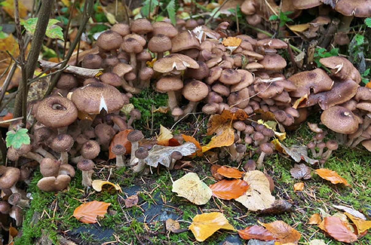 Even Fungi Have Better Sex Lives Than You
