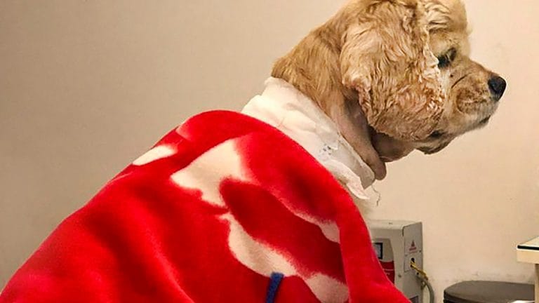 First pacemaker implant on dog helps clear ‘complete heart block’ in ...