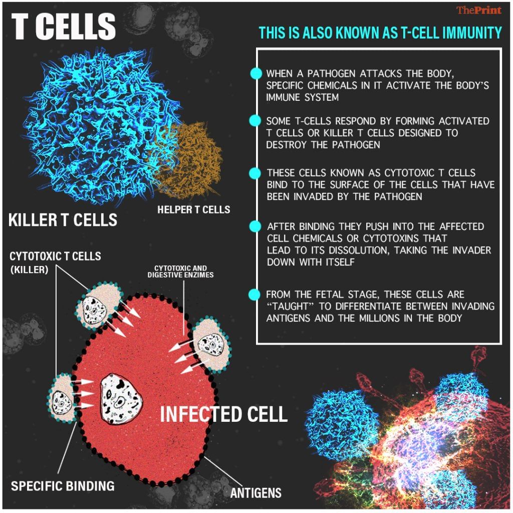 T cells, B cells and the range of the human body's immune response — A ...