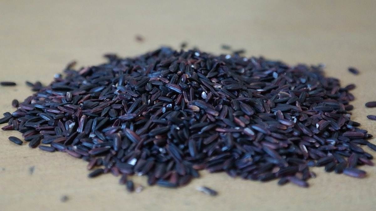 Black rice, the 'forbidden' grain that earned UP's Chandauli big UNDP ...