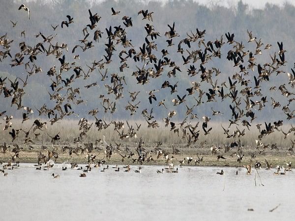 Centre deploys 7-member team in Kerala to investigate Avian Influenza ... Centre deploys 7-member team in Kerala to investigate Avian Influenza ...
