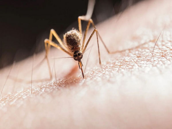 Scientists discover why some people are mosquito magnets – ThePrint ... Scientists discover why some people are mosquito magnets – ThePrint ...