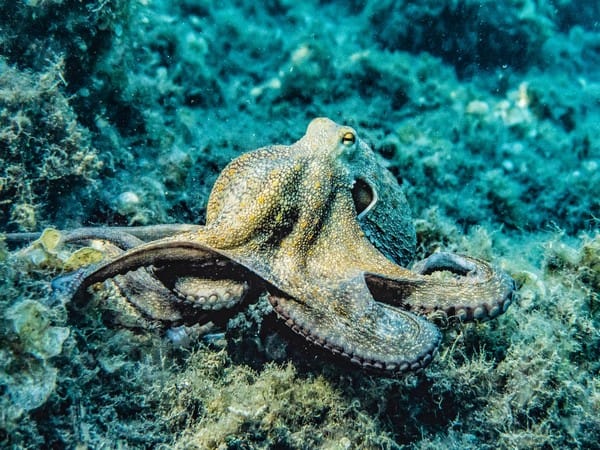 Octopuses might link evolution of complex life to genetic 'dark matter ...