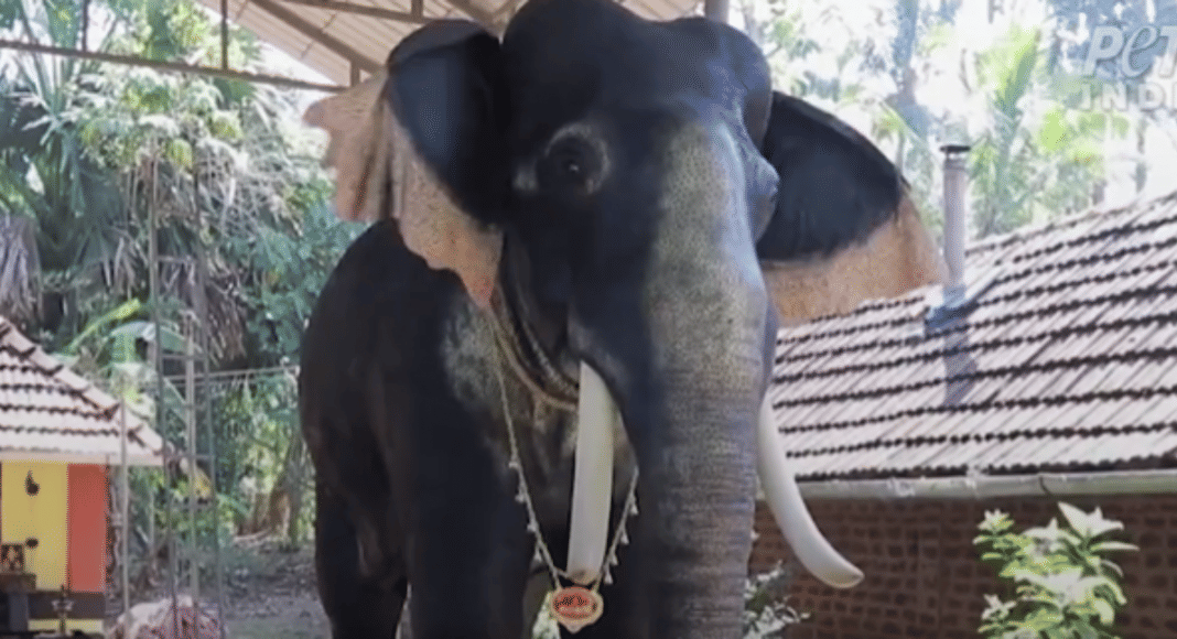 Kerala temple gets robotic elephant, PETA urges other shrines to free ...