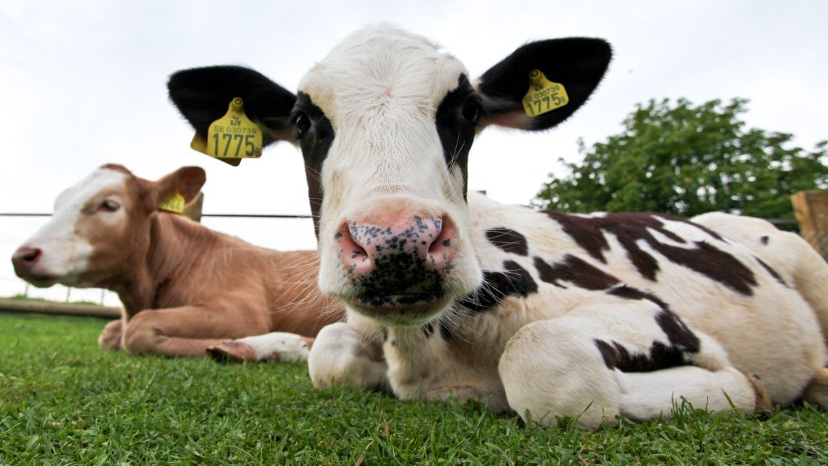 New Zealand’s solution for climate change is to tax cow burps. Will it ...