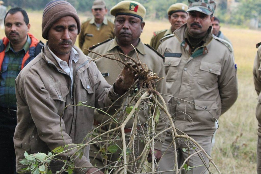 Invasive alien species are lurking at India's national parks. These ...