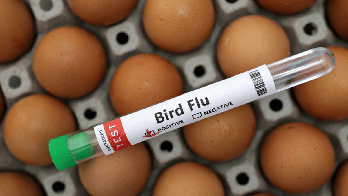 Most infectious diseases in humans have animal origins. Active ...