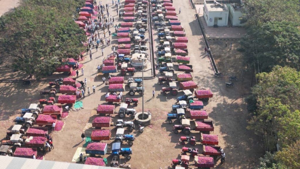 Onions in India a political nightmare. Govt only has band-aid solutions for policy failures