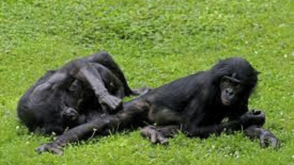 Bonobos to Chimps, what our closest relatives tell us about humans – ThePrint – The Conversation