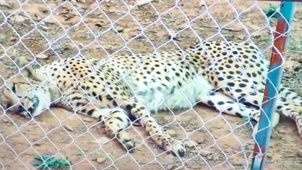 Male African cheetah dies in Kuno National Park, toll jumps to 8