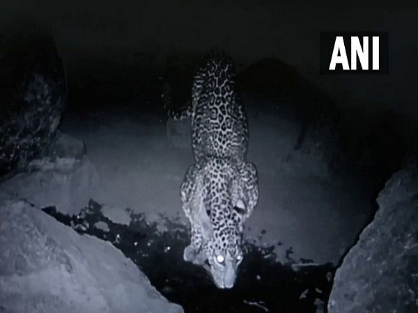 Leopard census underway in Gujarat's Dang using modern equipment ... Leopard census underway in Gujarat's Dang using modern equipment ...