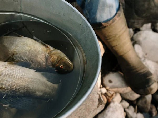 Genomic resources to improve climate resilience of fish: Study – ThePrint