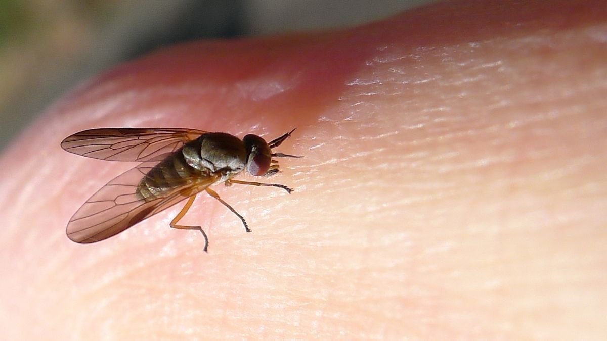 Biting flies confuse blue objects for food, finds new research