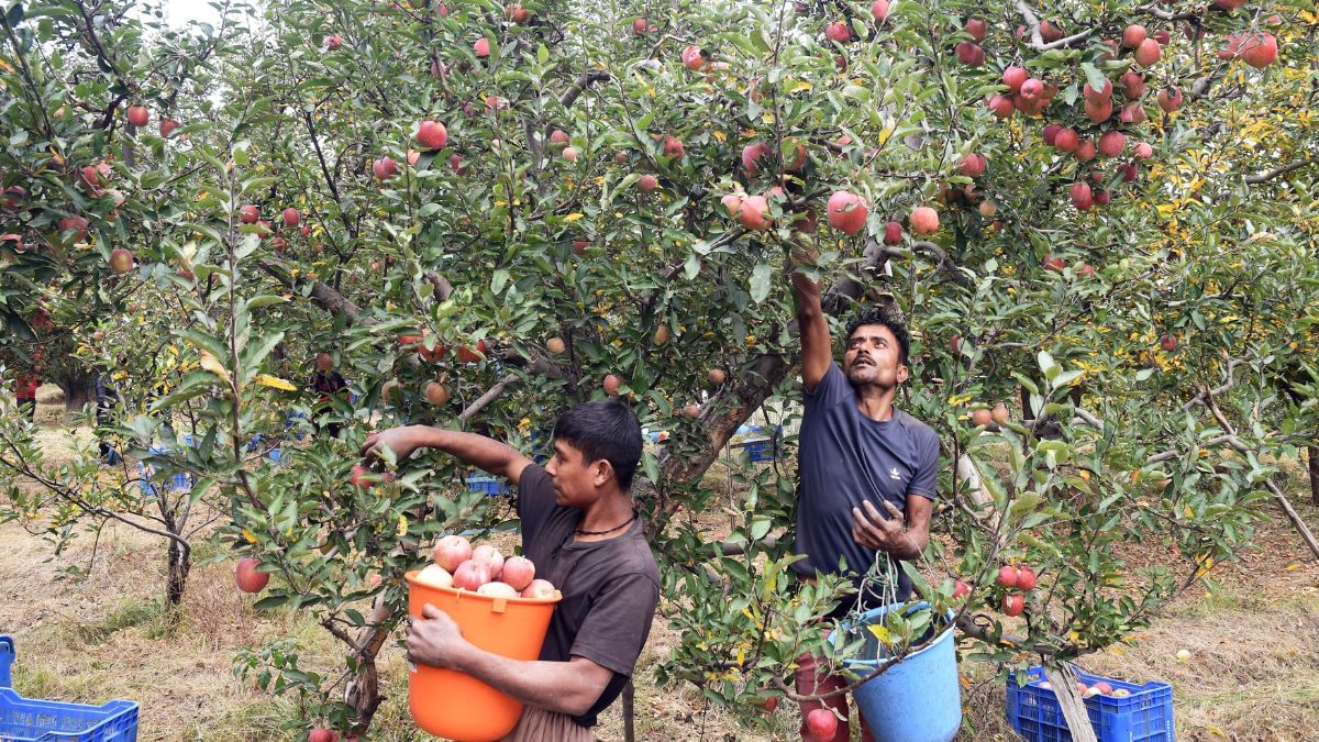 Most of India can't afford an apple a day this year. Only the rich can ...