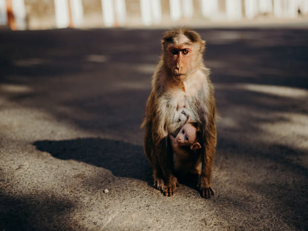 Colorful primates don’t have better color vision: Study – ThePrint ...