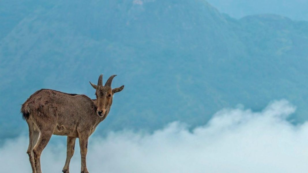 What is ‘Project Nilgiri Tahr, Tamil Nadu’s multi-pronged initiative to save state animal