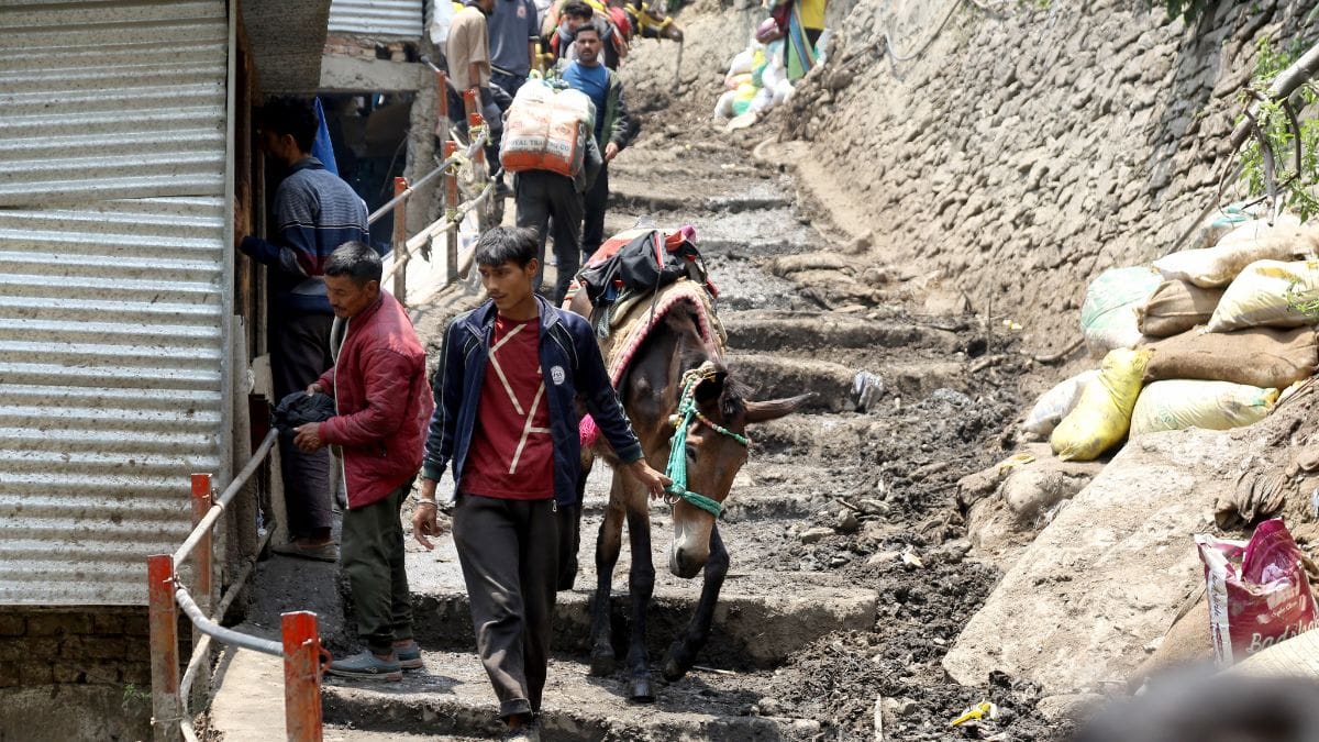 Kedarnath pilgrimage is injuring mules—8,000 overworked animals, 1 ...