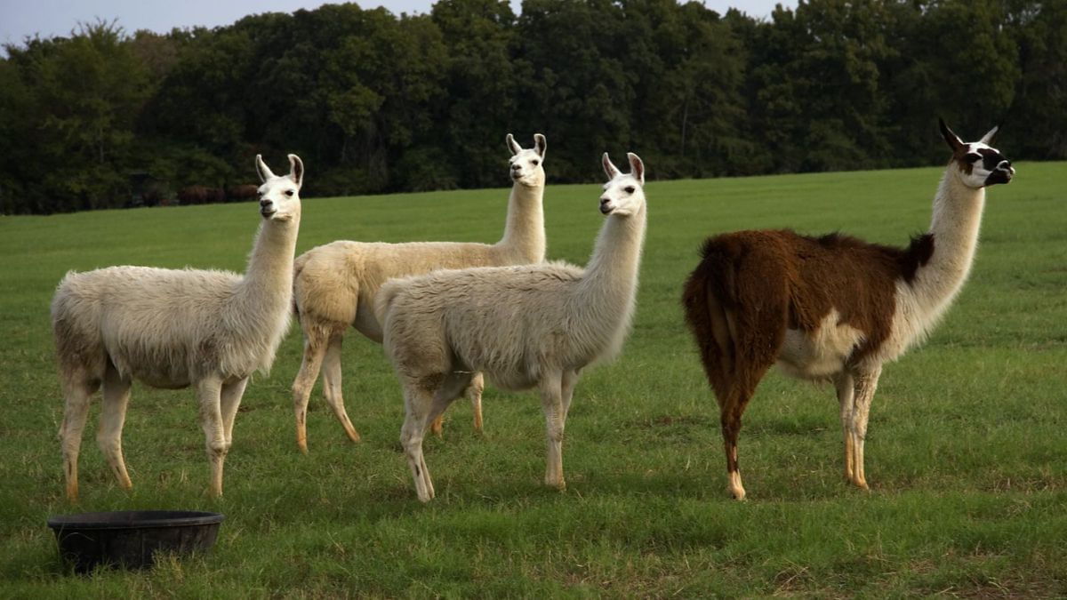 Llama nanobodies can target HIV-1 strains & Sun starts next solar cycle ...