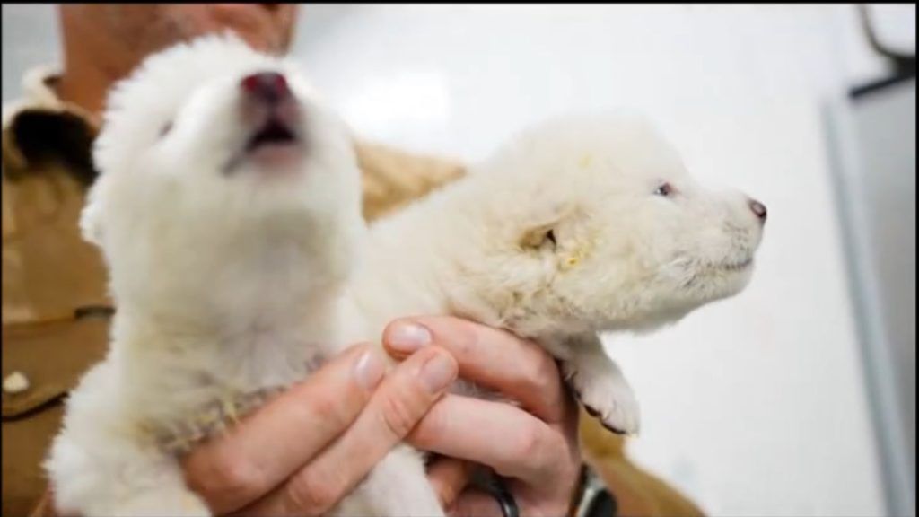 First ‘dire wolf’ in over 10,000 years. It isn’t an exact copy but a ...